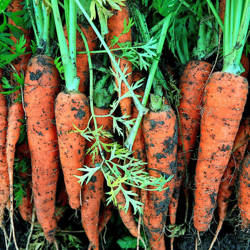 Berlicum Selection Carrot | Organic and Reproducible Seeds | Cycle en Terre