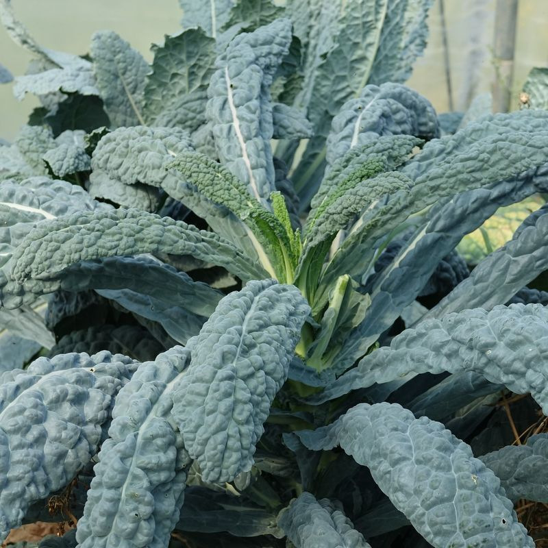 Black Palm Kale (Nero di Toscana) | Organic and Reproducible Seeds ...