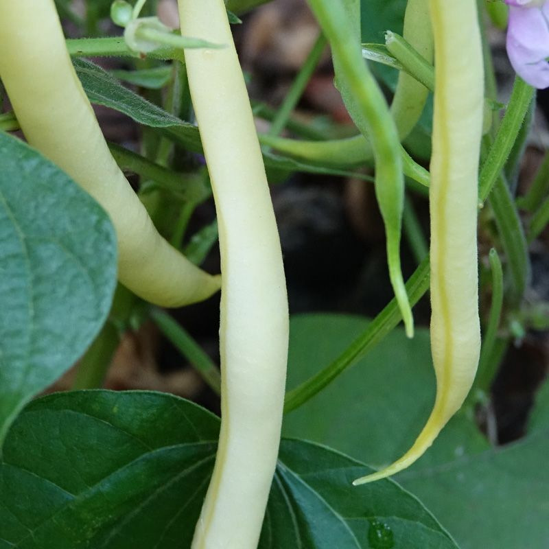 Dwarf Snap Bean Beurre Major | Organic and Reproducible Seeds | Cycle ...