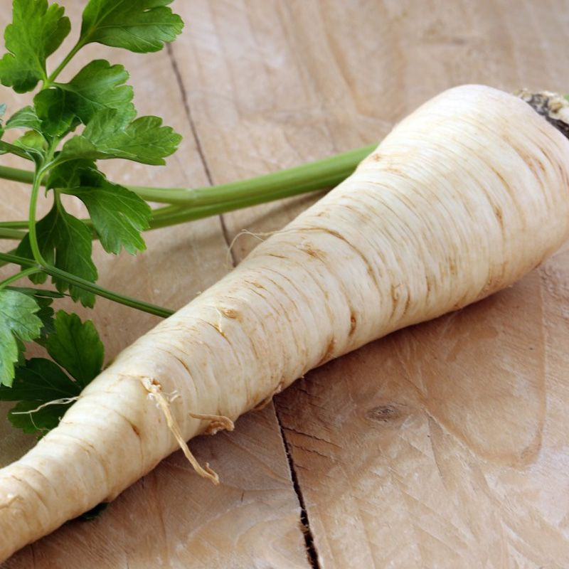 Panais Tender and True | Semences bio et reproductibles | Cycle en Terre