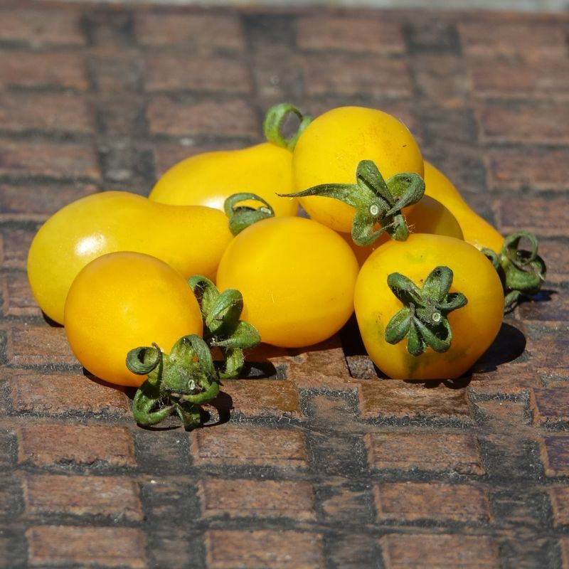 Tomate Cerise Poire Jaune | Semences bio et reproductibles | Cycle en Terre