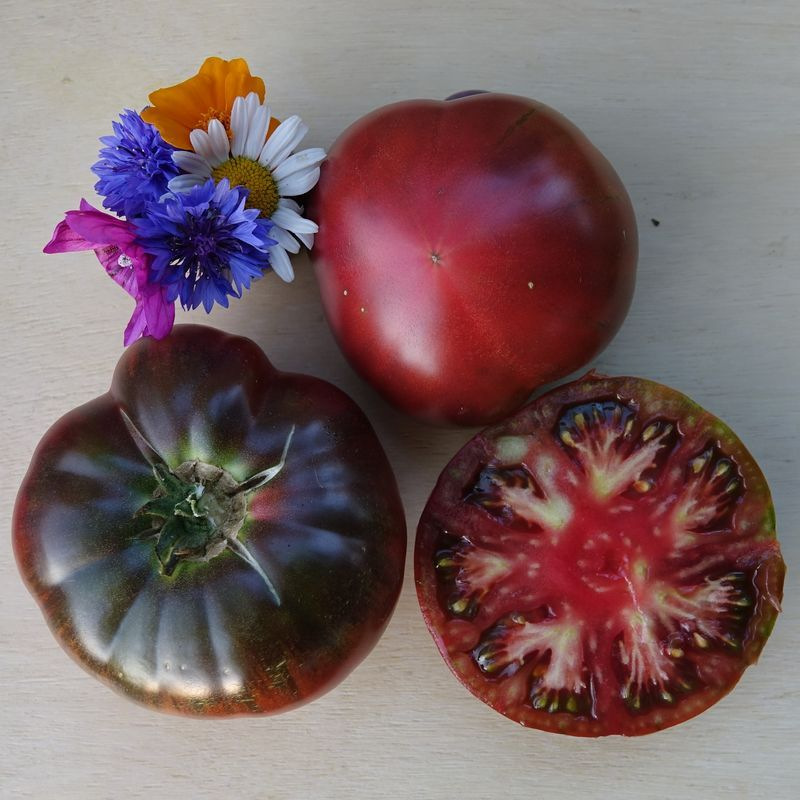 Tomate Noire de Crimée | Semences bio et reproductibles | Cycle en Terre