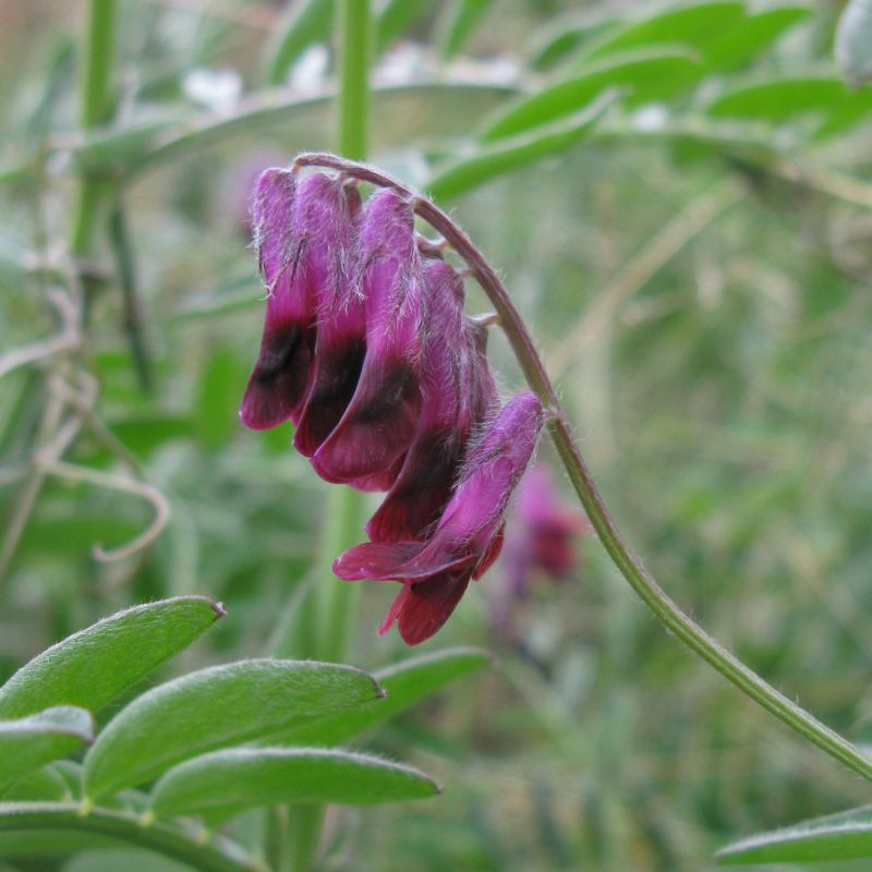 Vesce d'hiver (velue) | Semences bio et reproductibles | Cycle en Terre