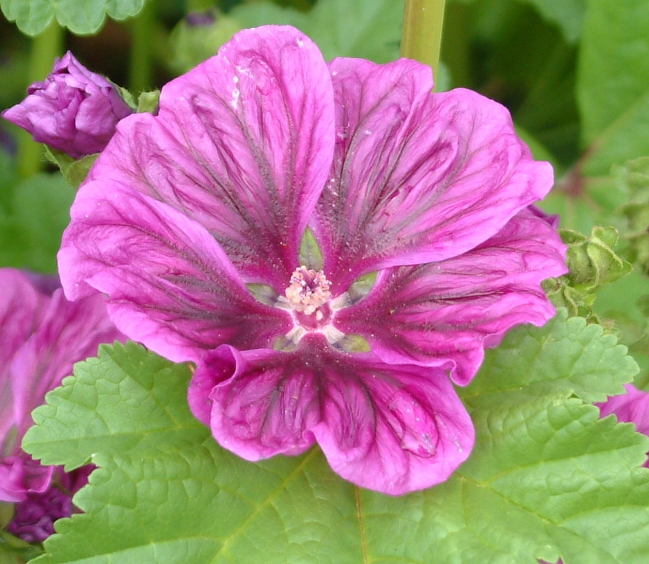 Mauritanian Mallow | Organic and Reproducible Seeds | Cycle en Terre